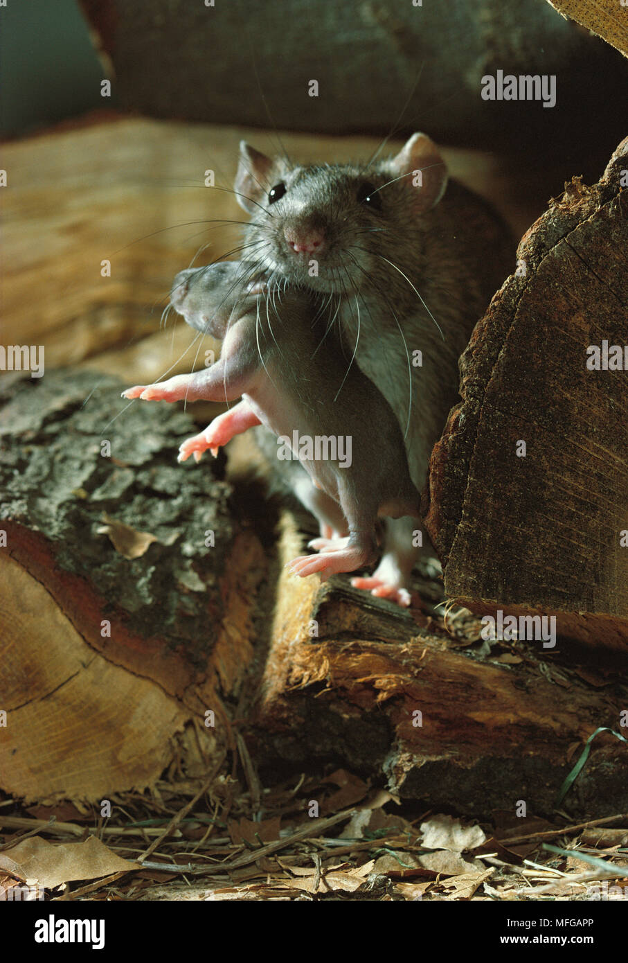 Rattus norvegicus babies hi-res stock photography and images - Alamy