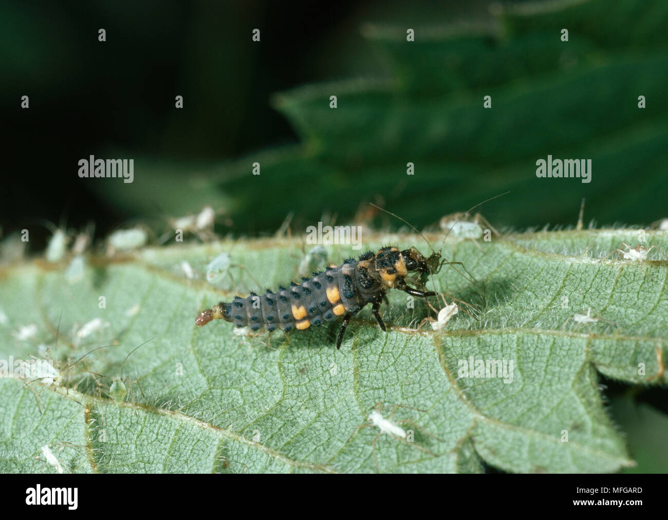 Ladybird larva eating aphid hi-res stock photography and images - Alamy