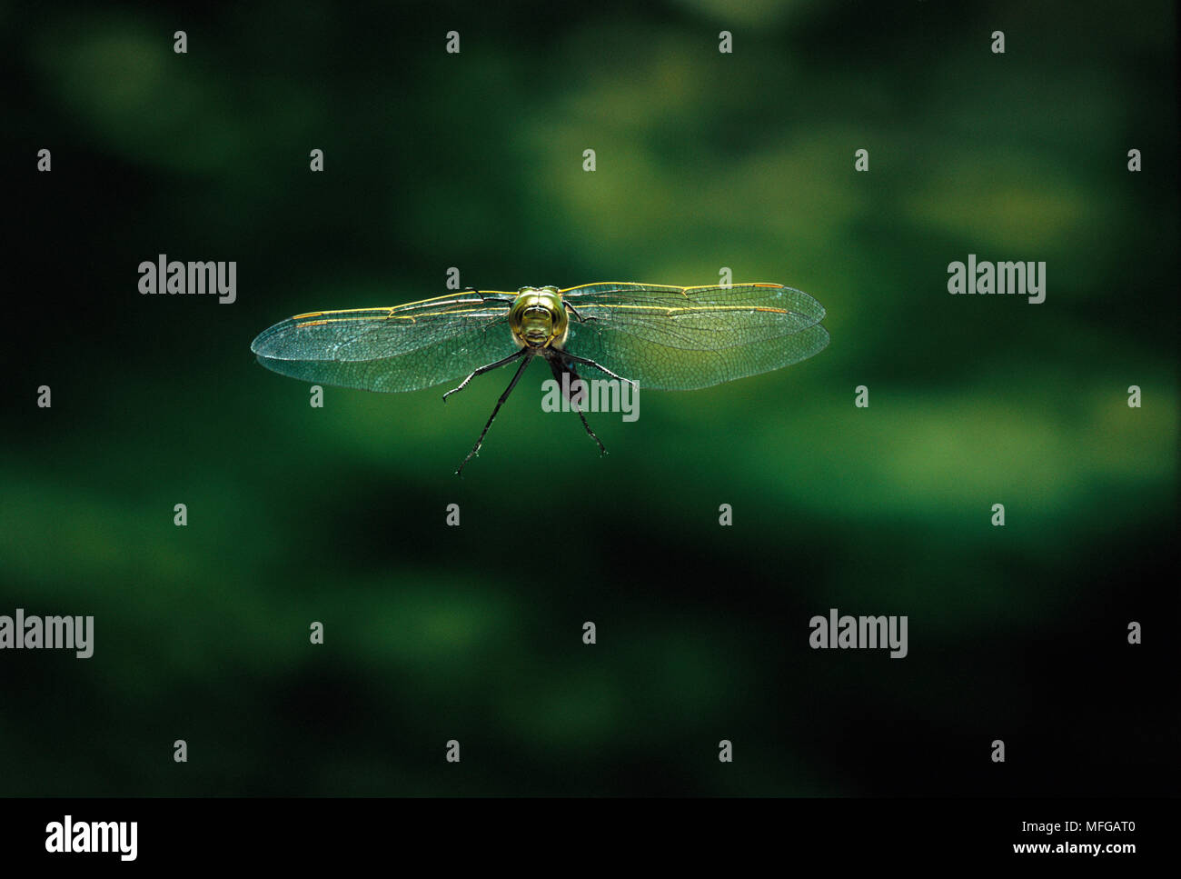 EMPEROR DRAGONFLY in flight Anax imperator Stock Photo - Alamy