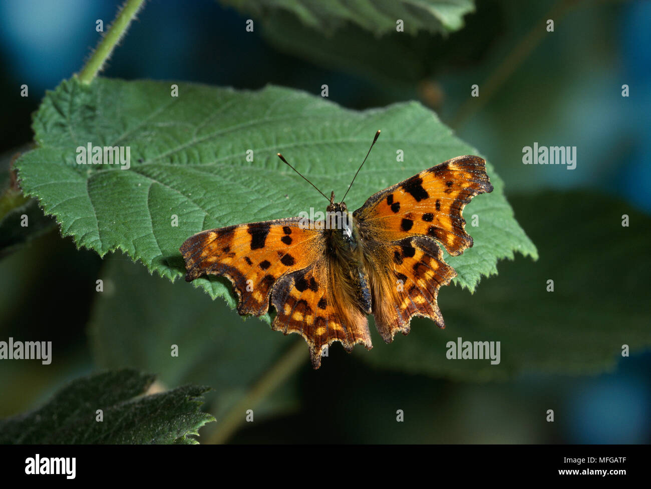COMMA BUTTERFLY Polygonia comma-album wings open flat Stock Photo - Alamy