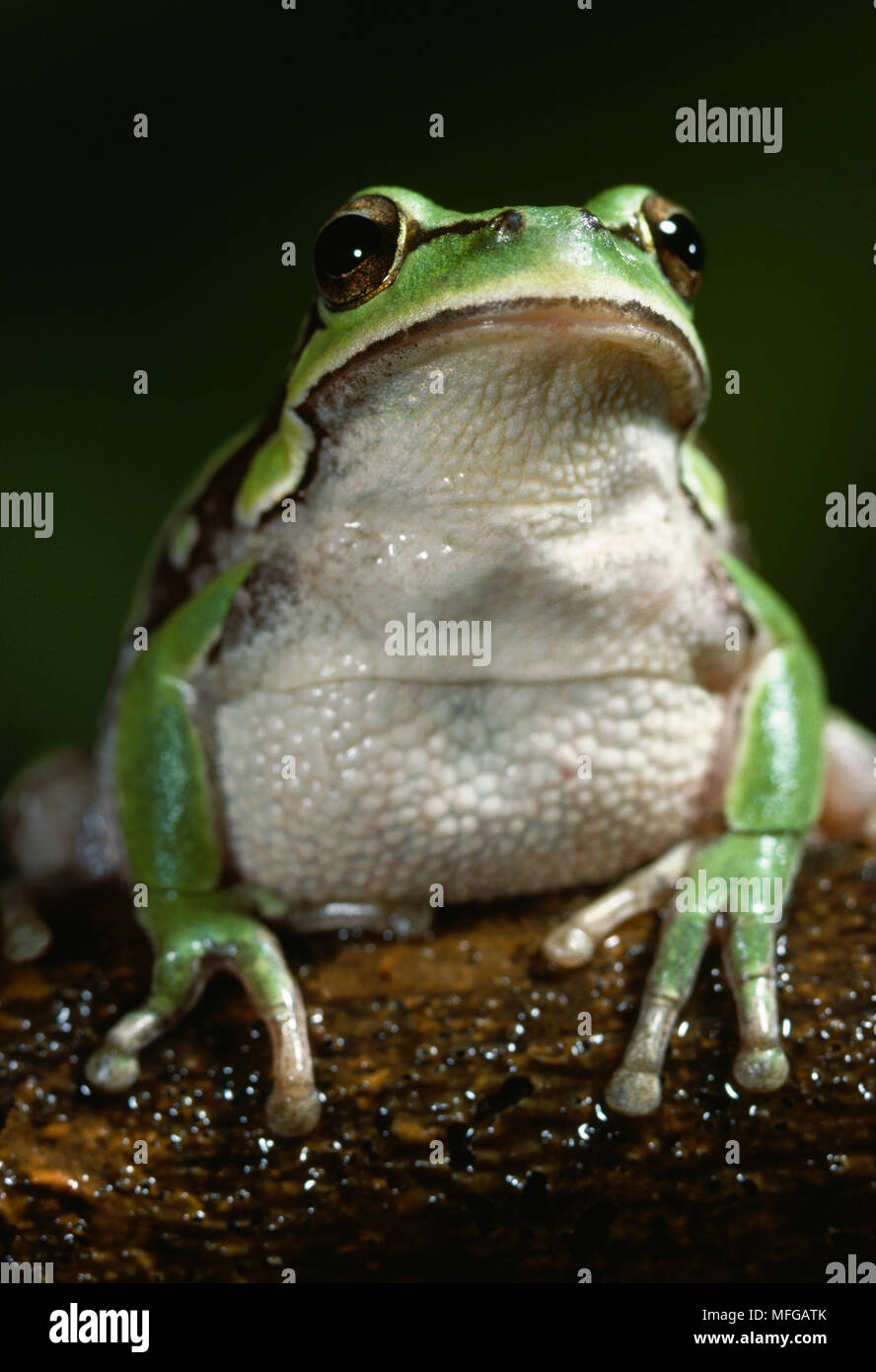 Sda002152a hi-res stock photography and images - Alamy