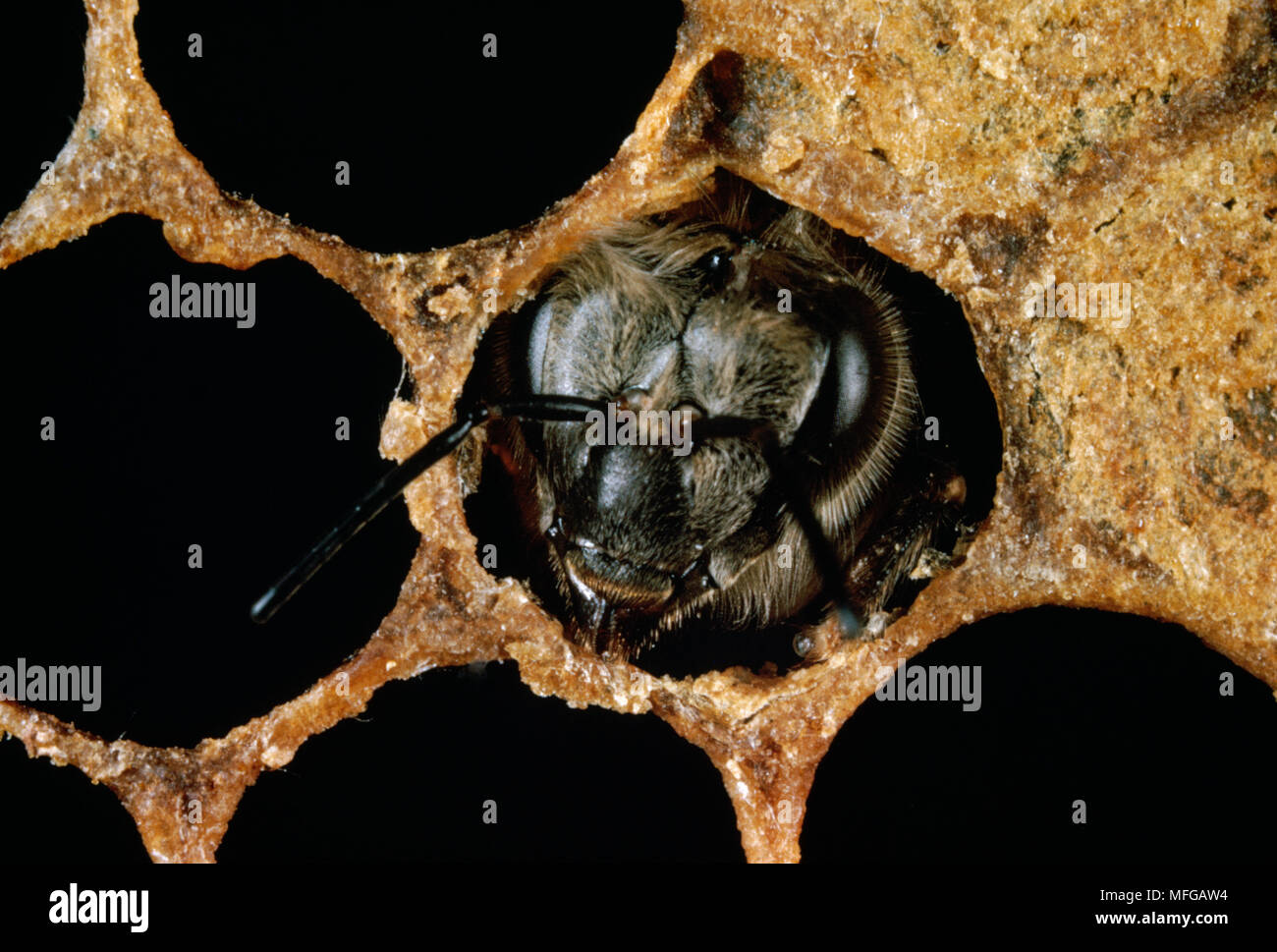 Worker honey bee emerging hi-res stock photography and images - Alamy