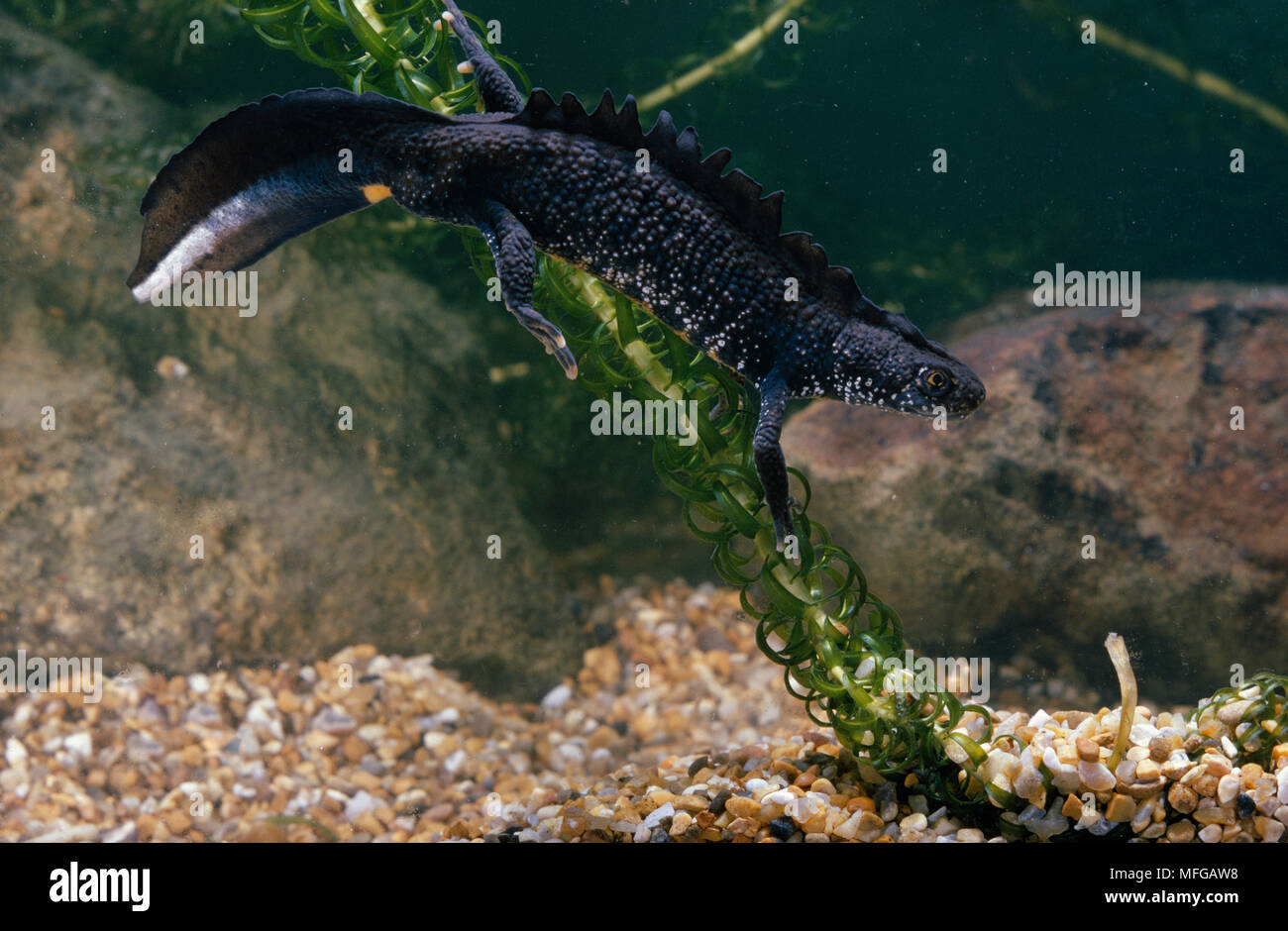 GREAT CRESTED or WARTY NEWT Triturus cristatus underwater Stock Photo ...
