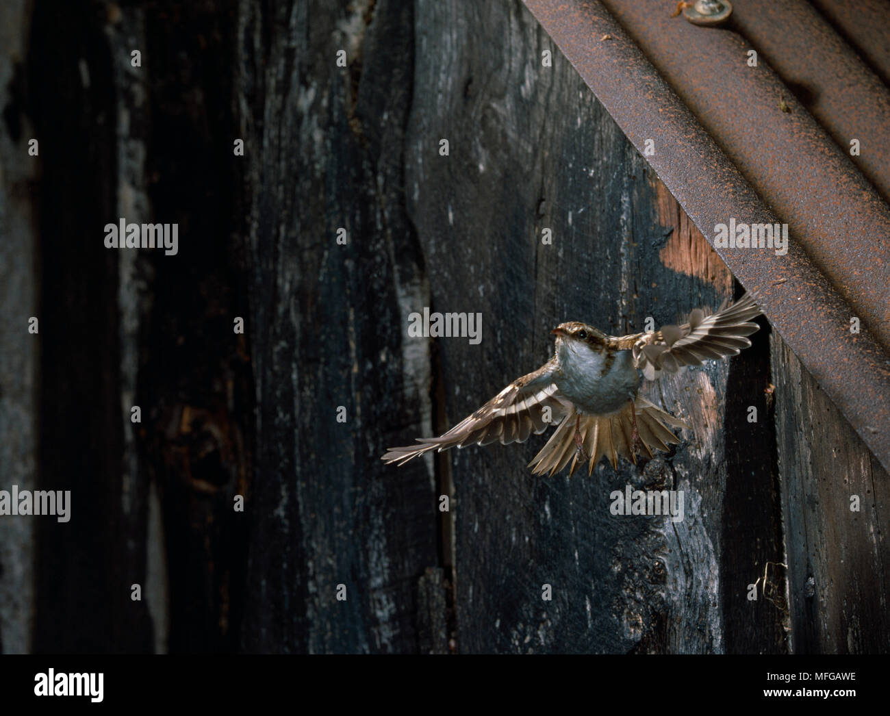 TREE CREEPER Certhia familiaris in flight Stock Photo - Alamy