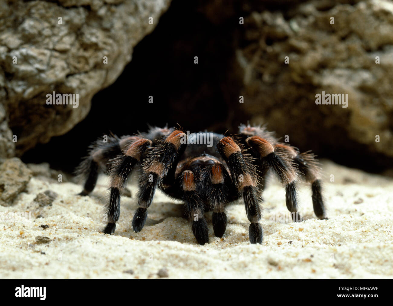 MEXICAN RED-KNEED TARANTULA Brachypelma smithii close to rock crevice ...