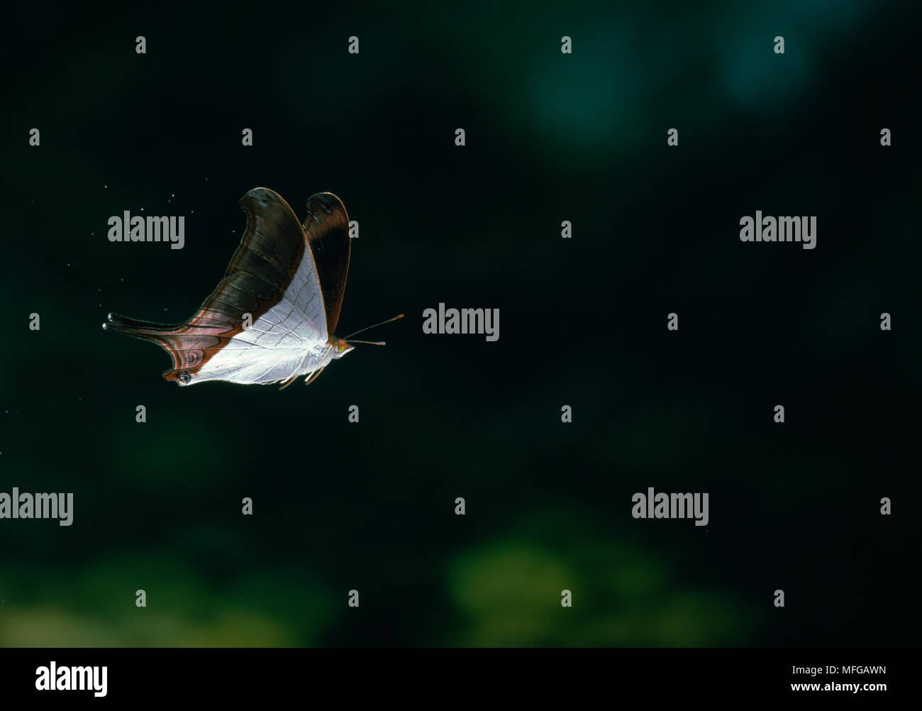 Coresia hi-res stock photography and images - Alamy