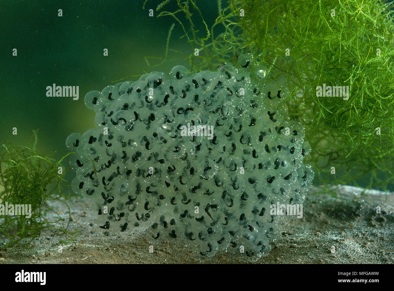 COMMON FROG SPAWN Rana temporaria Stock Photo - Alamy