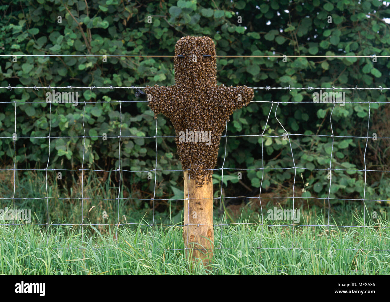 Insect fences hi-res stock photography and images - Alamy