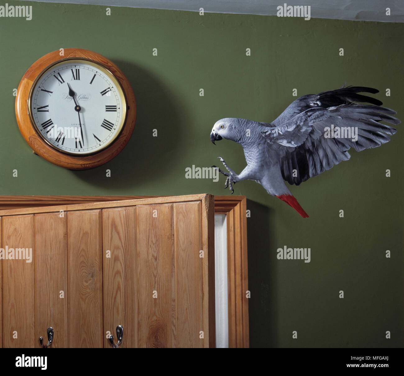 AFRICAN GREY PARROT Psittacus erithacus in flight in kitchen Stock ...