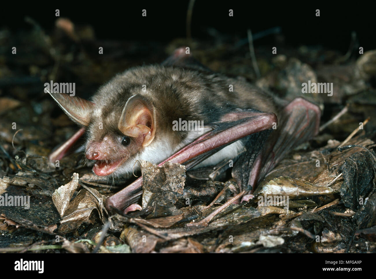 MOUSE-EARED BAT Myotis myotis (Rarest British bat Stock Photo - Alamy