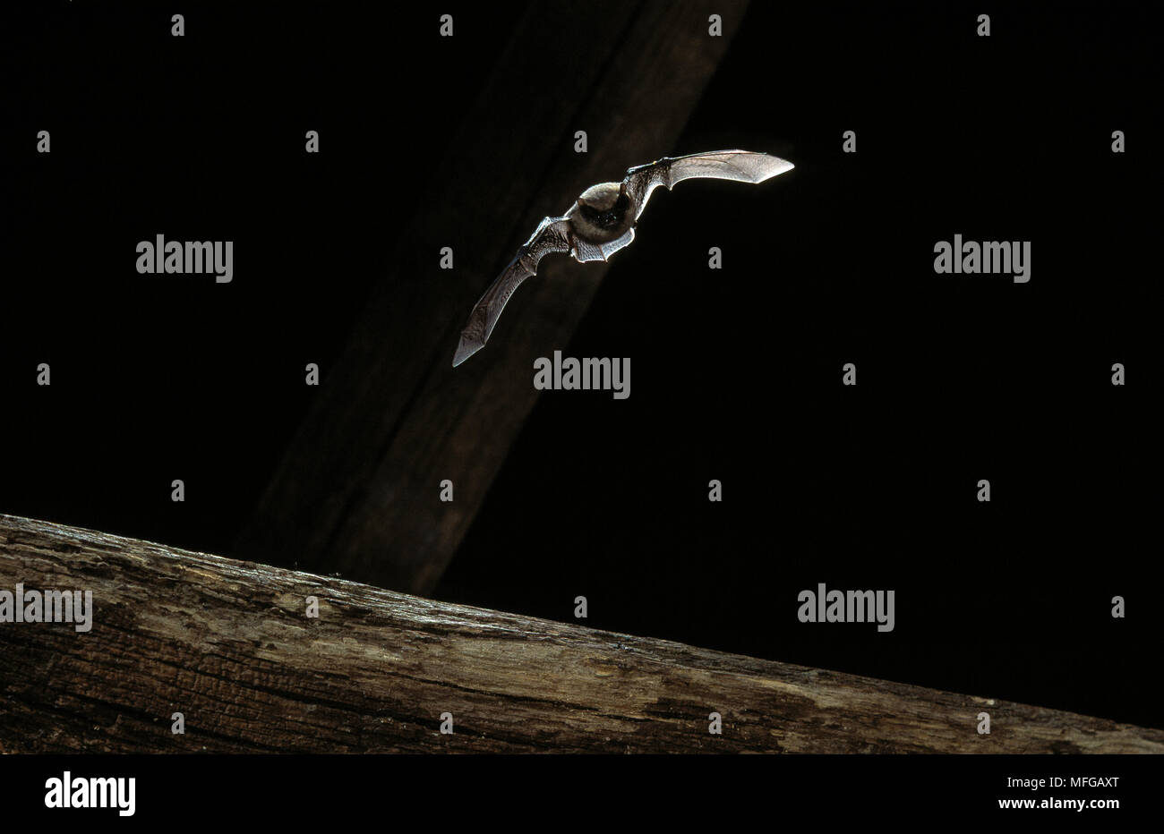 Flying bats british hi-res stock photography and images - Alamy