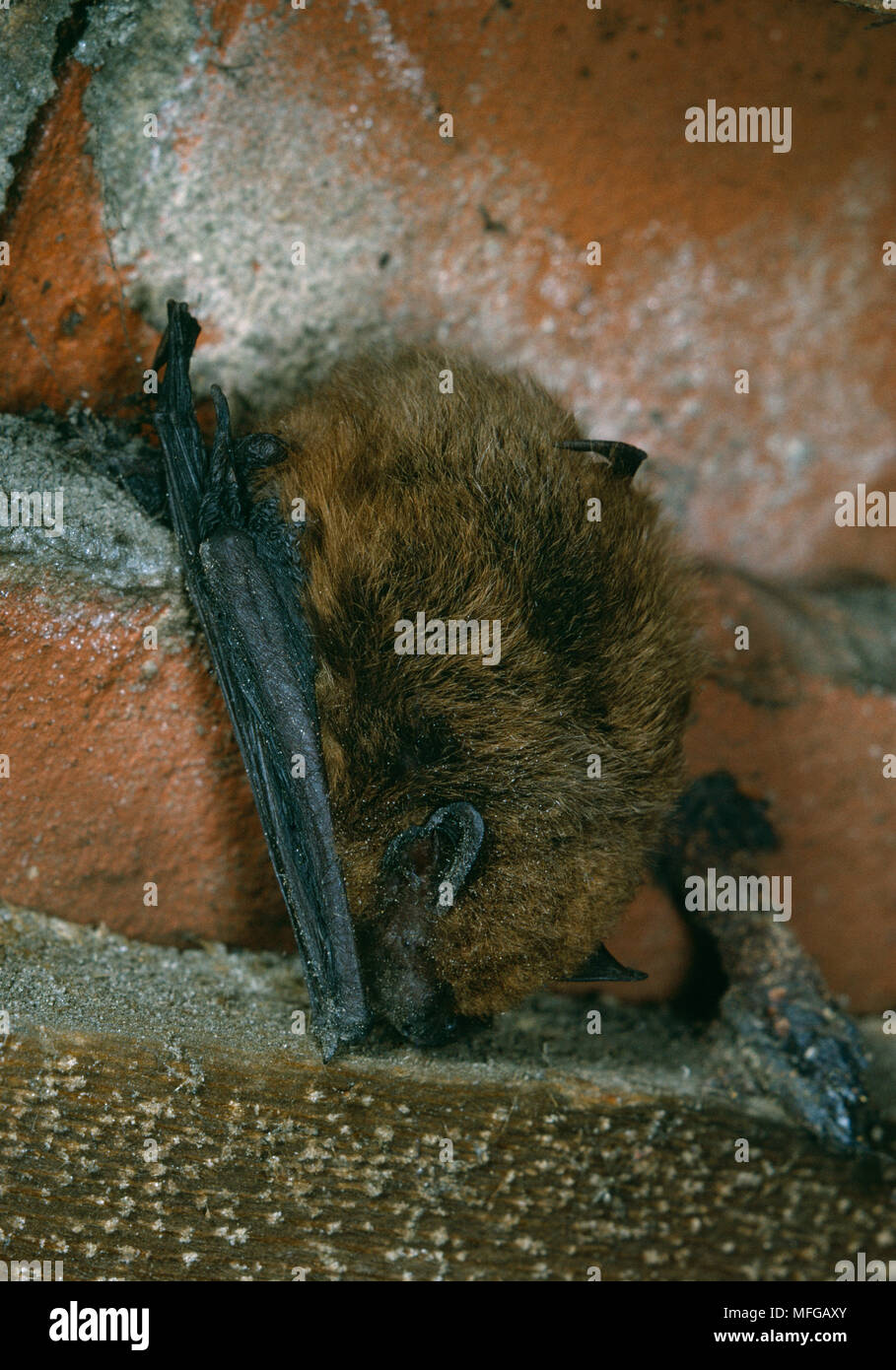 Pipistrelle bats roosting hi-res stock photography and images - Alamy