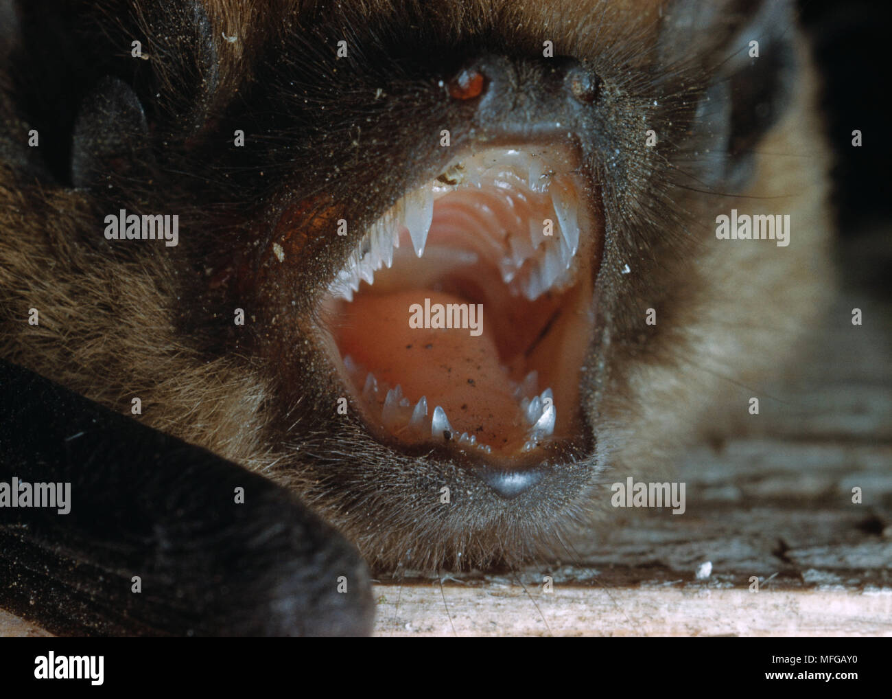 PIPISTRELLE BAT head detail Pipistrellus pipistrellus mouth open ...