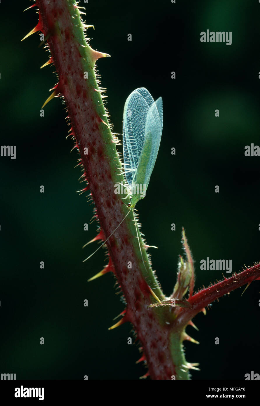 Neuroptera chrysopa perla hi-res stock photography and images - Alamy