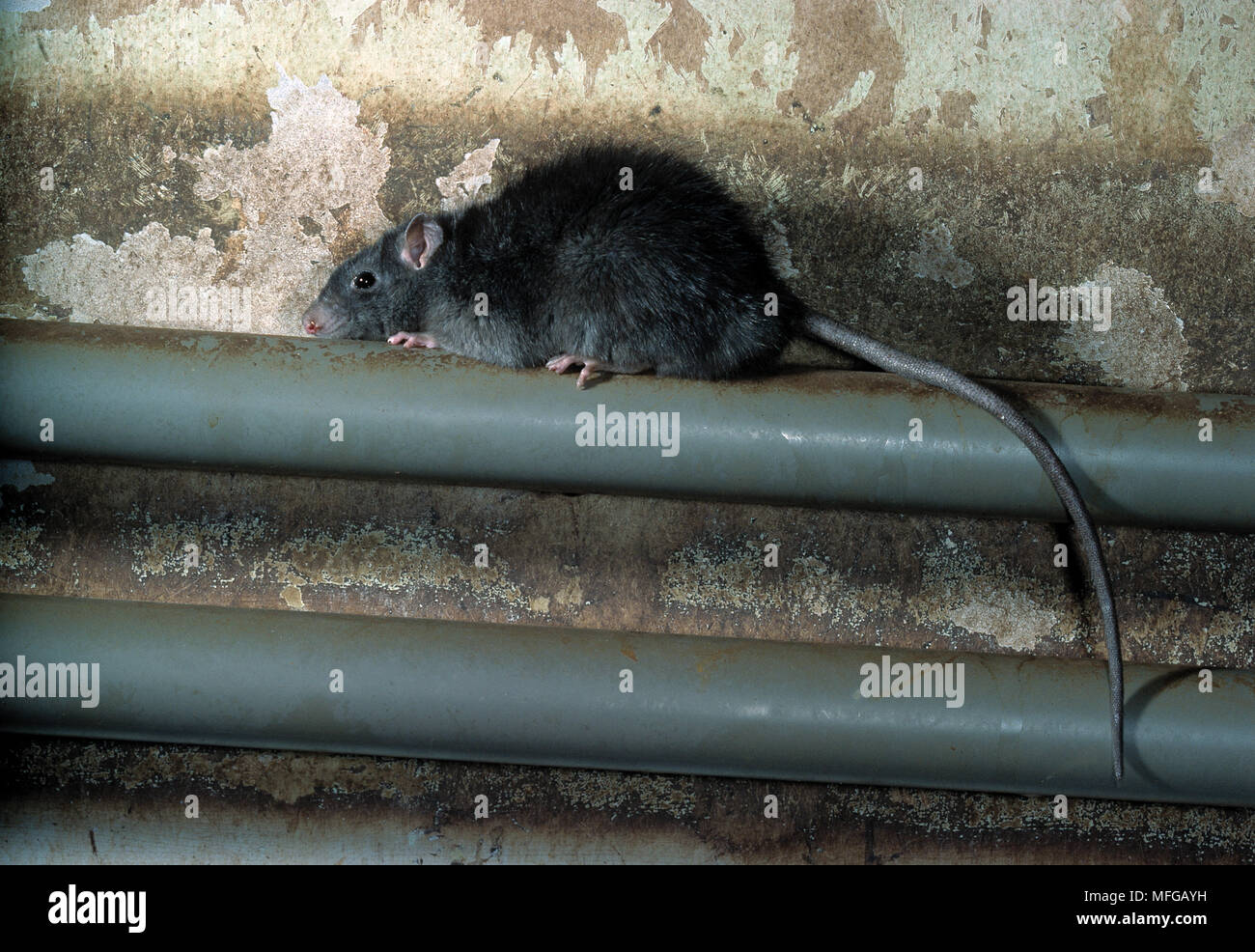 Black rats plague hi-res stock photography and images - Alamy