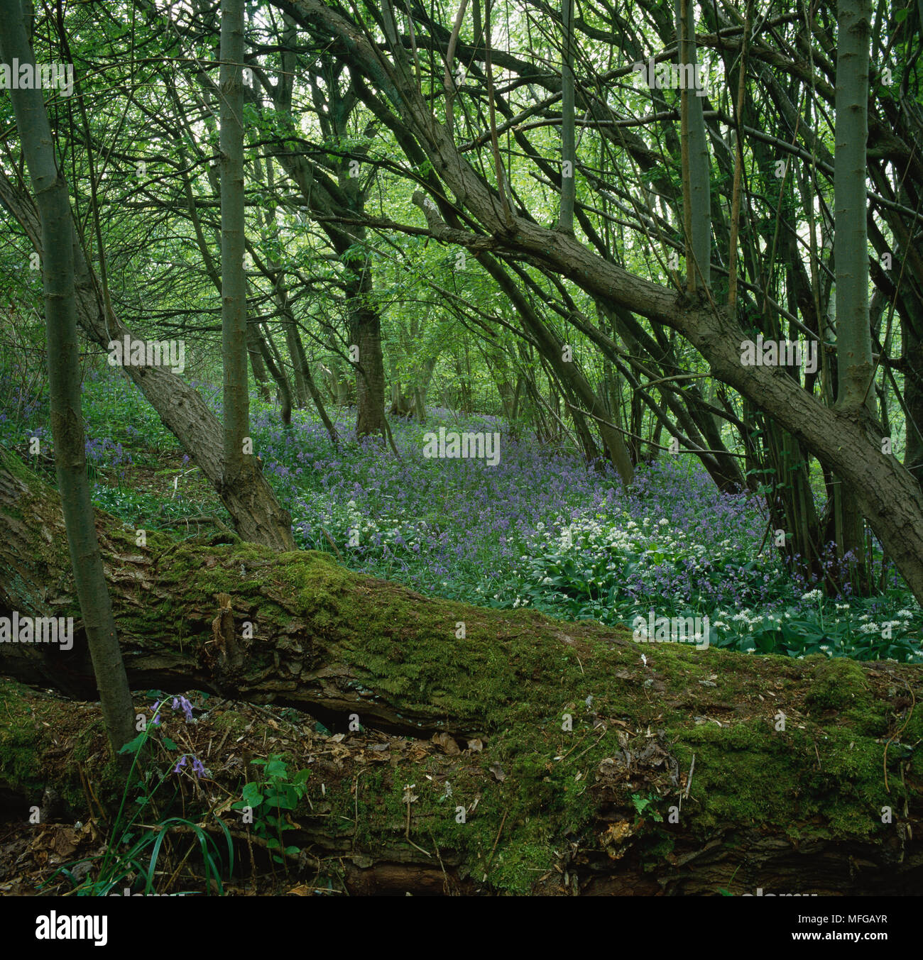 DECIDUOUS WOODLAND with Bluebells & Wood Garlic Spring Sussex, southern ...