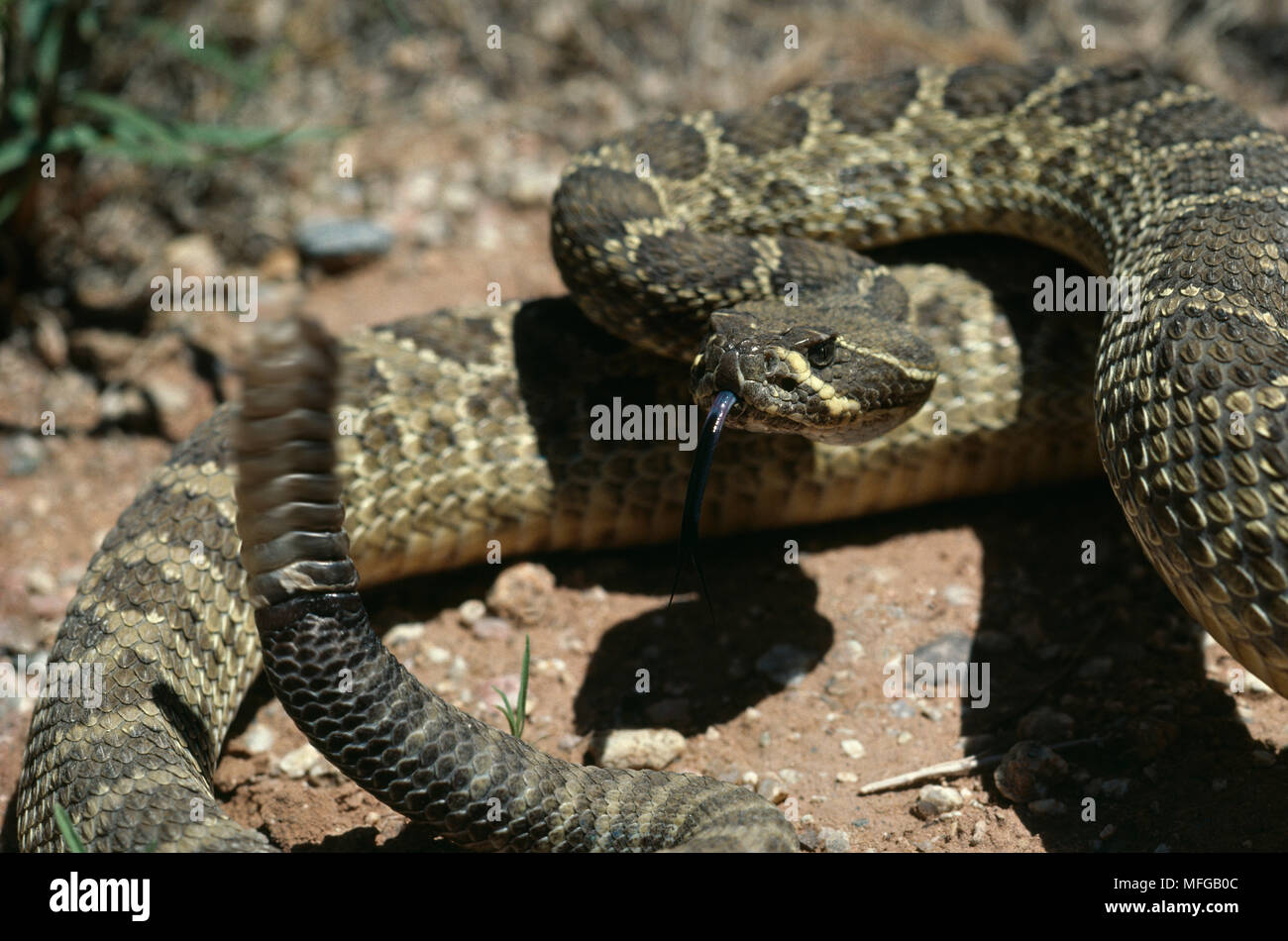 Prairie rattlesnake crotalus viridis viridis hi-res stock photography ...