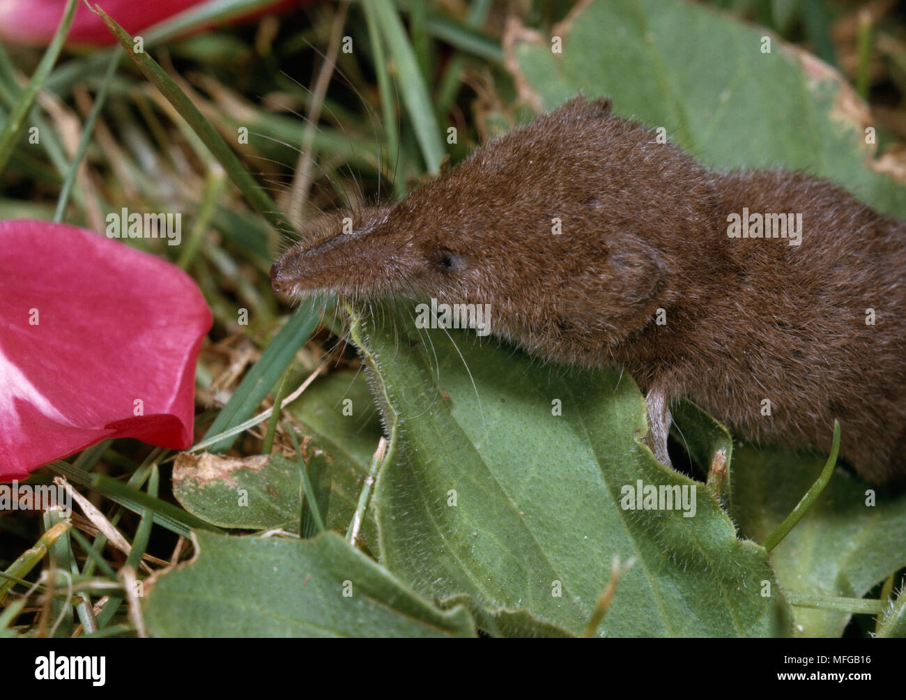 Pygmy Shrew Stock Photos & Pygmy Shrew Stock Images - Alamy