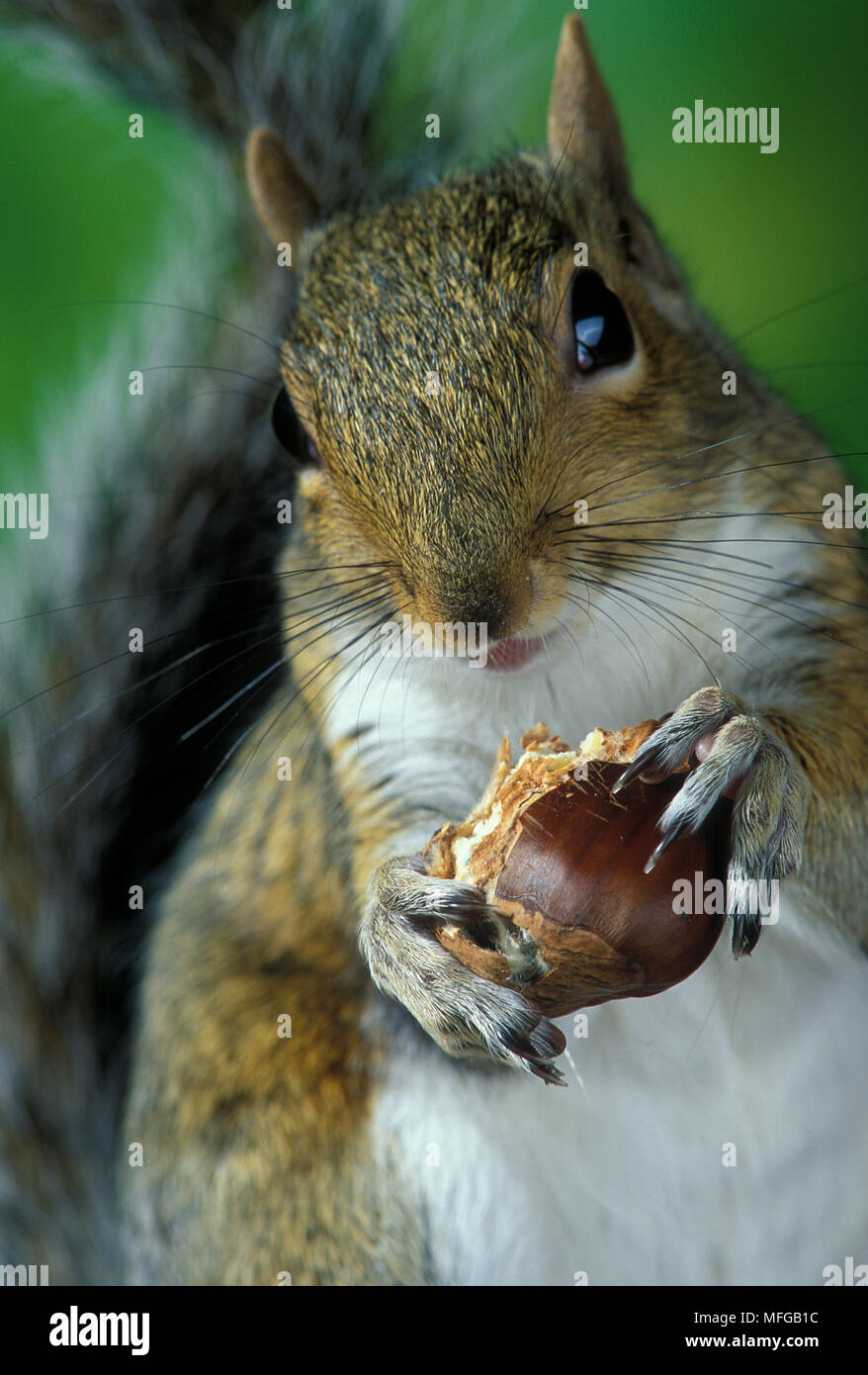 GREY SQUIRREL Sciurus carolinensis eating sweet chestnut Stock Photo ...
