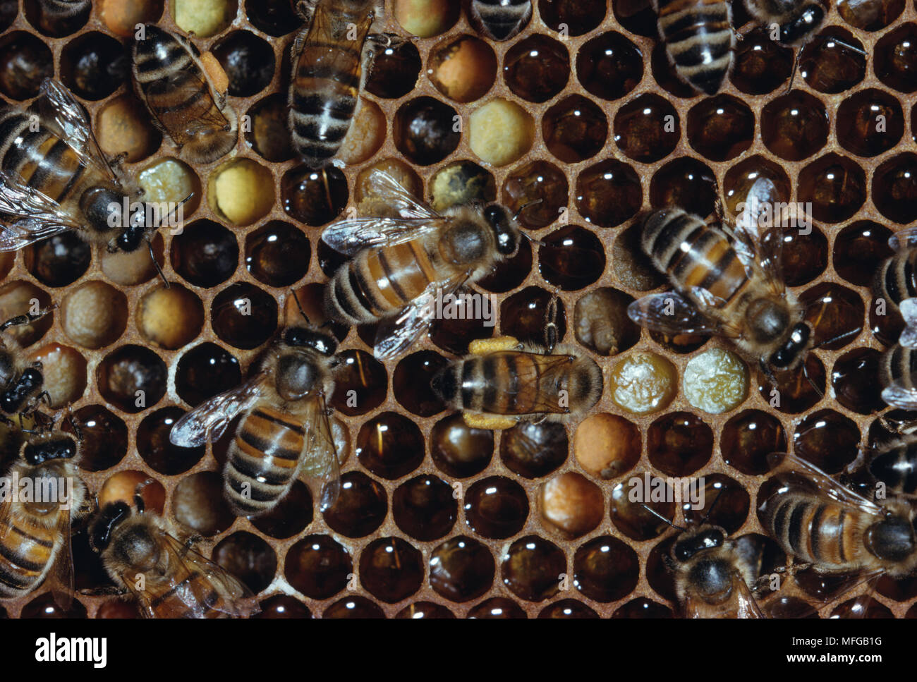 HONEYBEE workers on comb Apis mellifera with stored pollen & honey ...