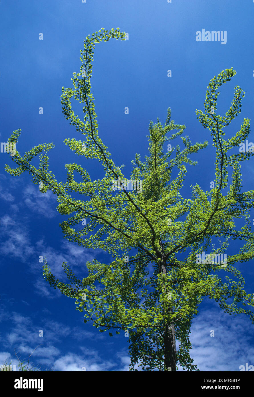 MAIDENHAIR TREE Ginkgo biloba Native to central China.Habitat ...