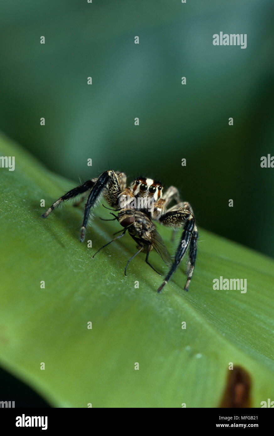 Spiders of the mediterranean hi-res stock photography and images - Alamy