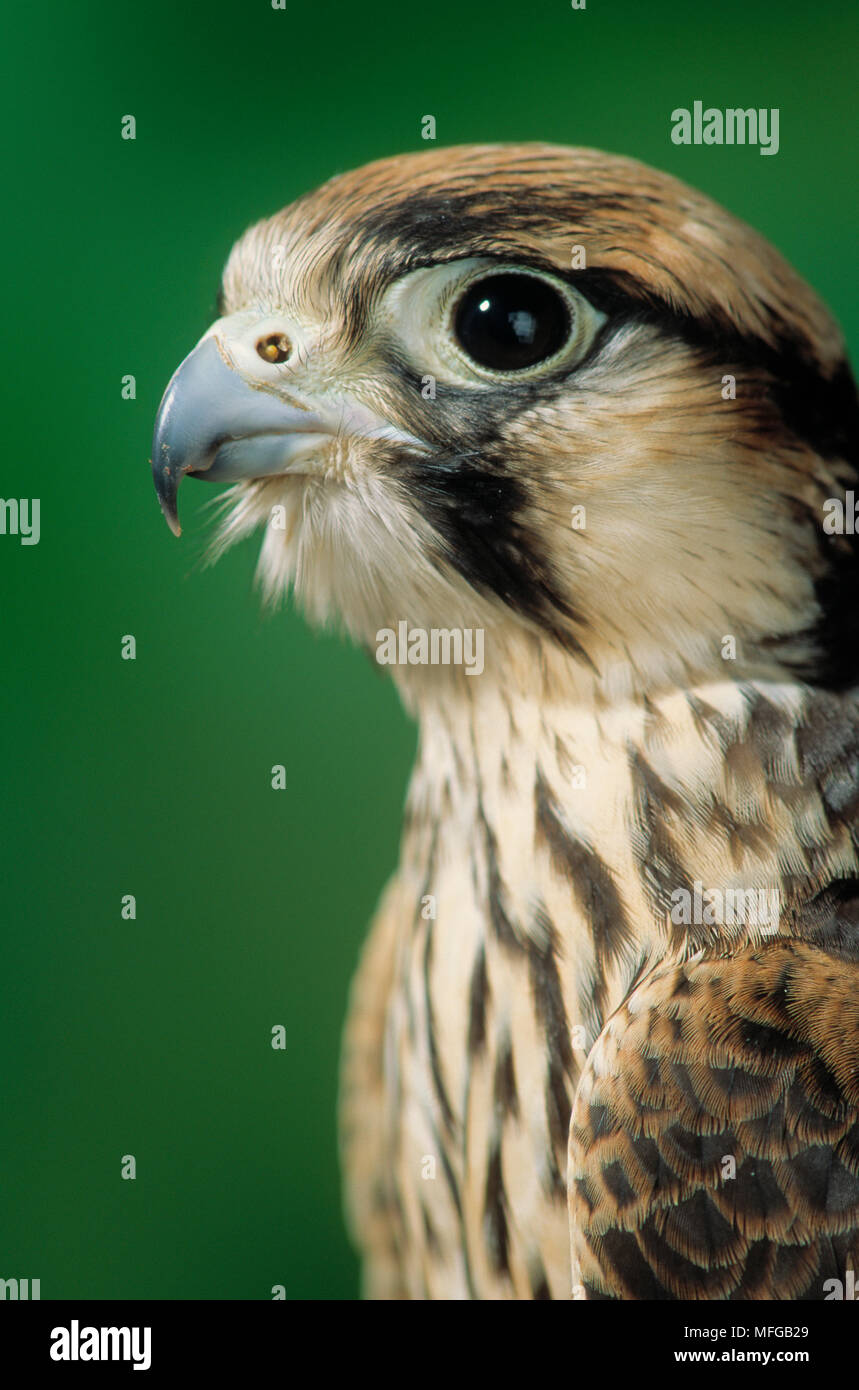 Male lanner falcon falco biarmicus hi-res stock photography and images ...