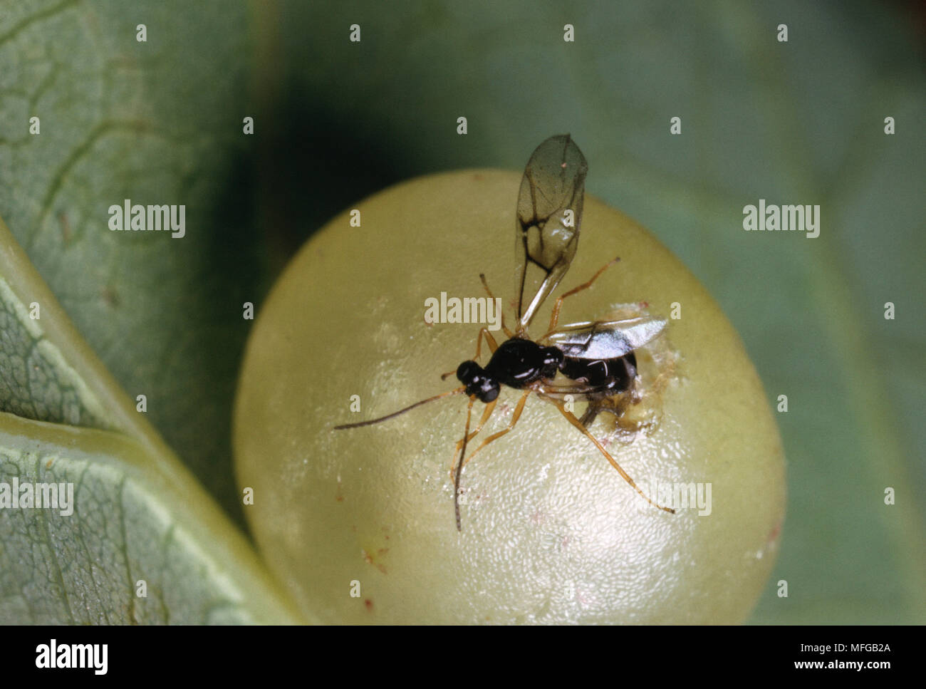Galls from insects hi-res stock photography and images - Alamy