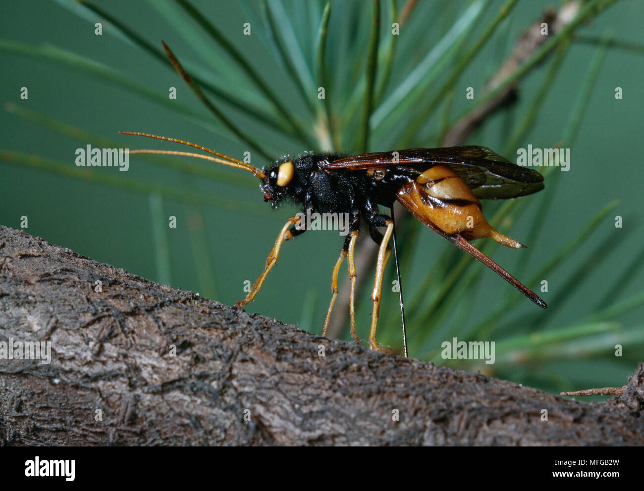 GREATER HORNTAIL WASP or GIANT WOOD WASP Urocerus gigas using ...