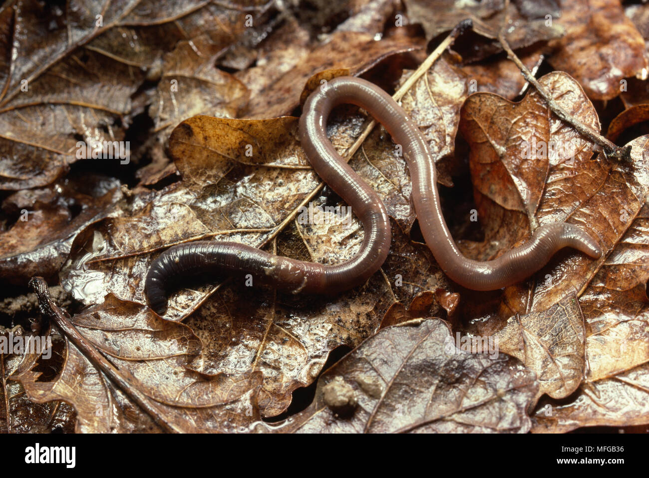 Worm leaf uk hi-res stock photography and images - Alamy