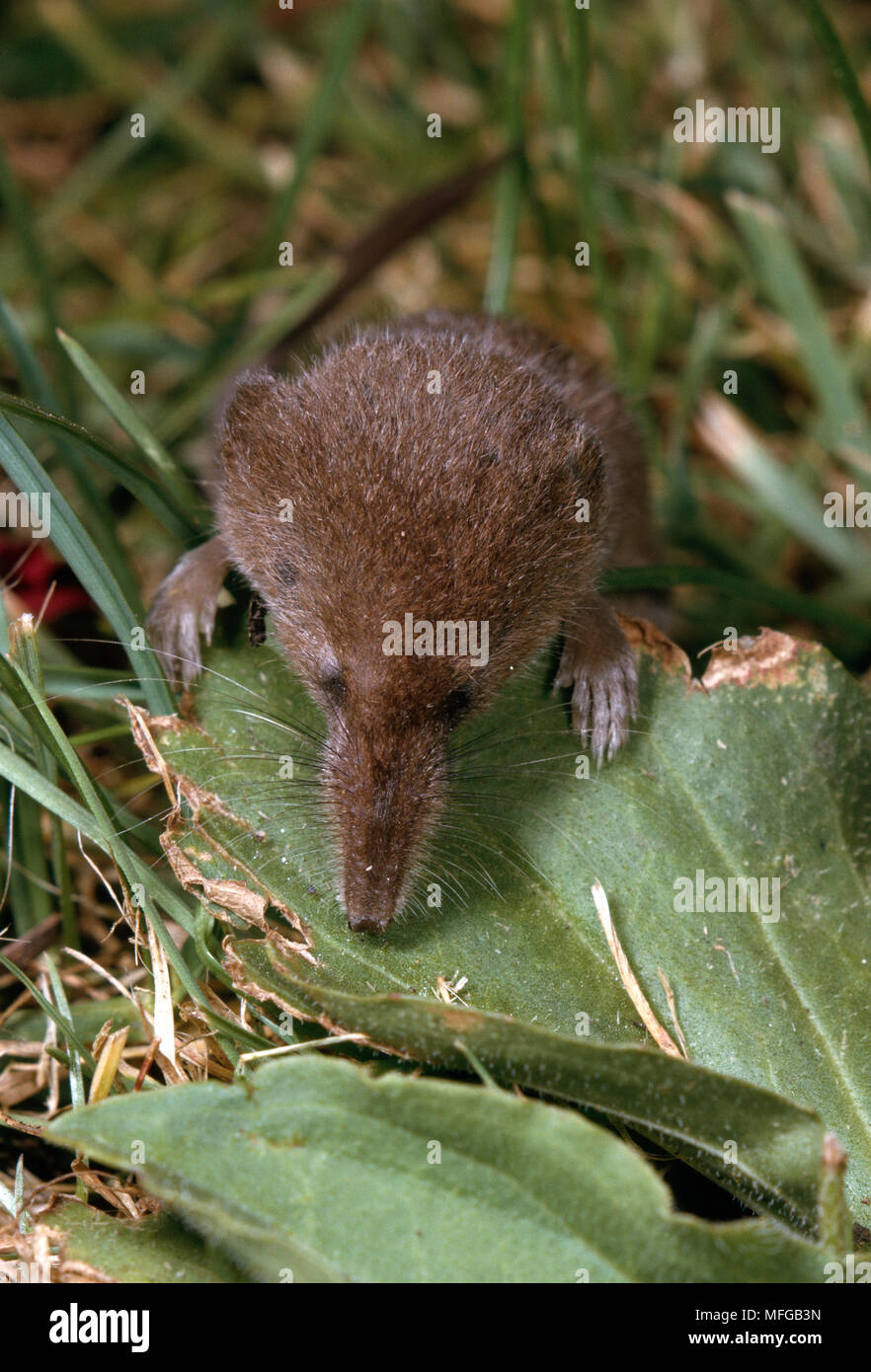 Pygmy shrew hi-res stock photography and images - Alamy
