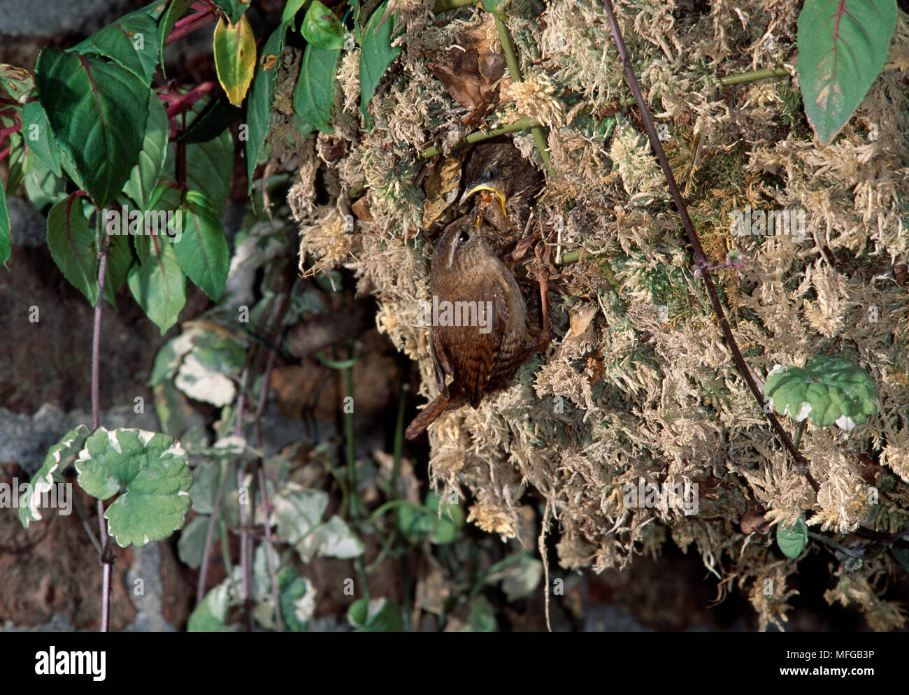 WREN Troglodytes troglodytes at nest in hanging basket Stock Photo - Alamy