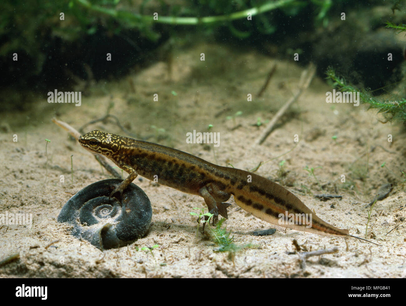 PALMATE NEWT Triturus helveticus underwater Stock Photo - Alamy