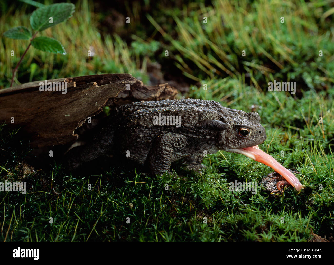 Common toad bufo bufo eating hi-res stock photography and images - Alamy