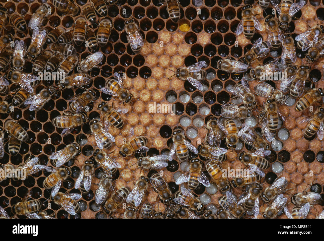 HONEYBEE workers Apis mellifera tending larvae on brood comb Stock ...