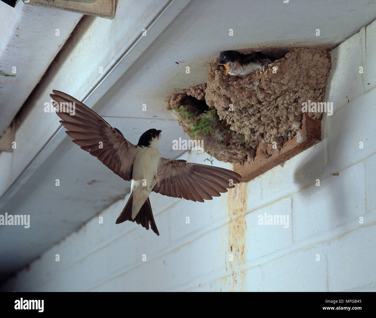 Baby house martins nest hi-res stock photography and images - Alamy