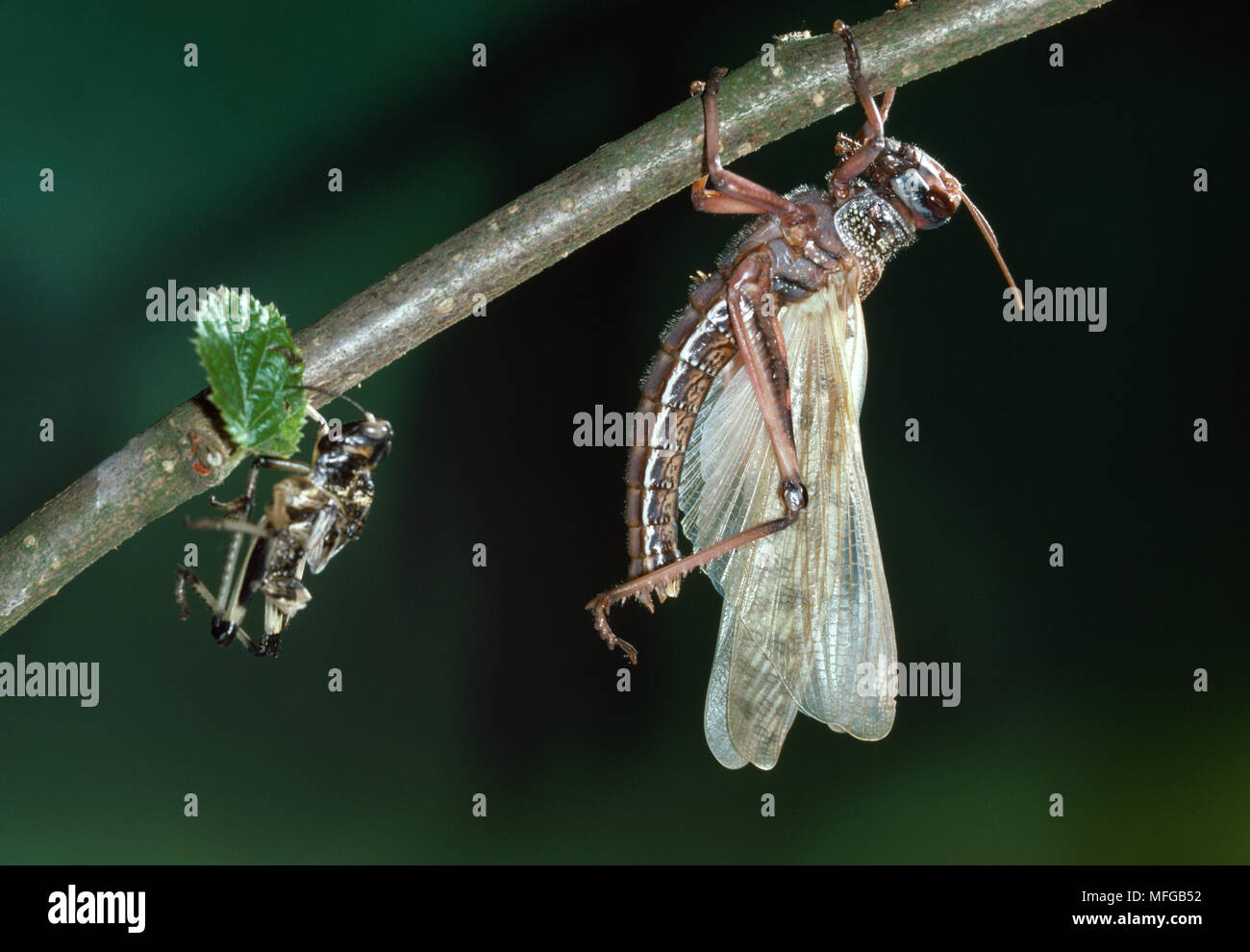 During final moult hi-res stock photography and images - Alamy