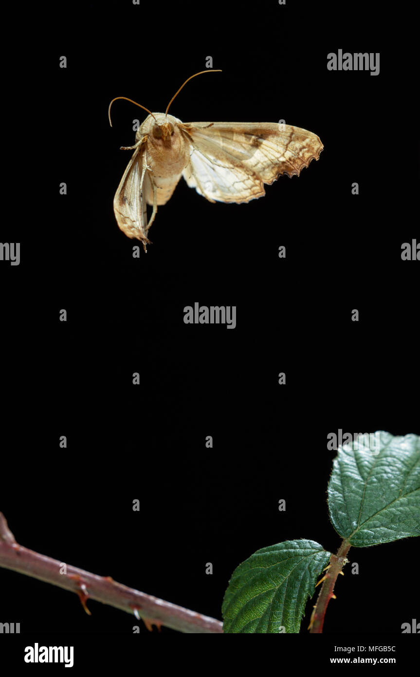 Moth in flight hi-res stock photography and images - Alamy