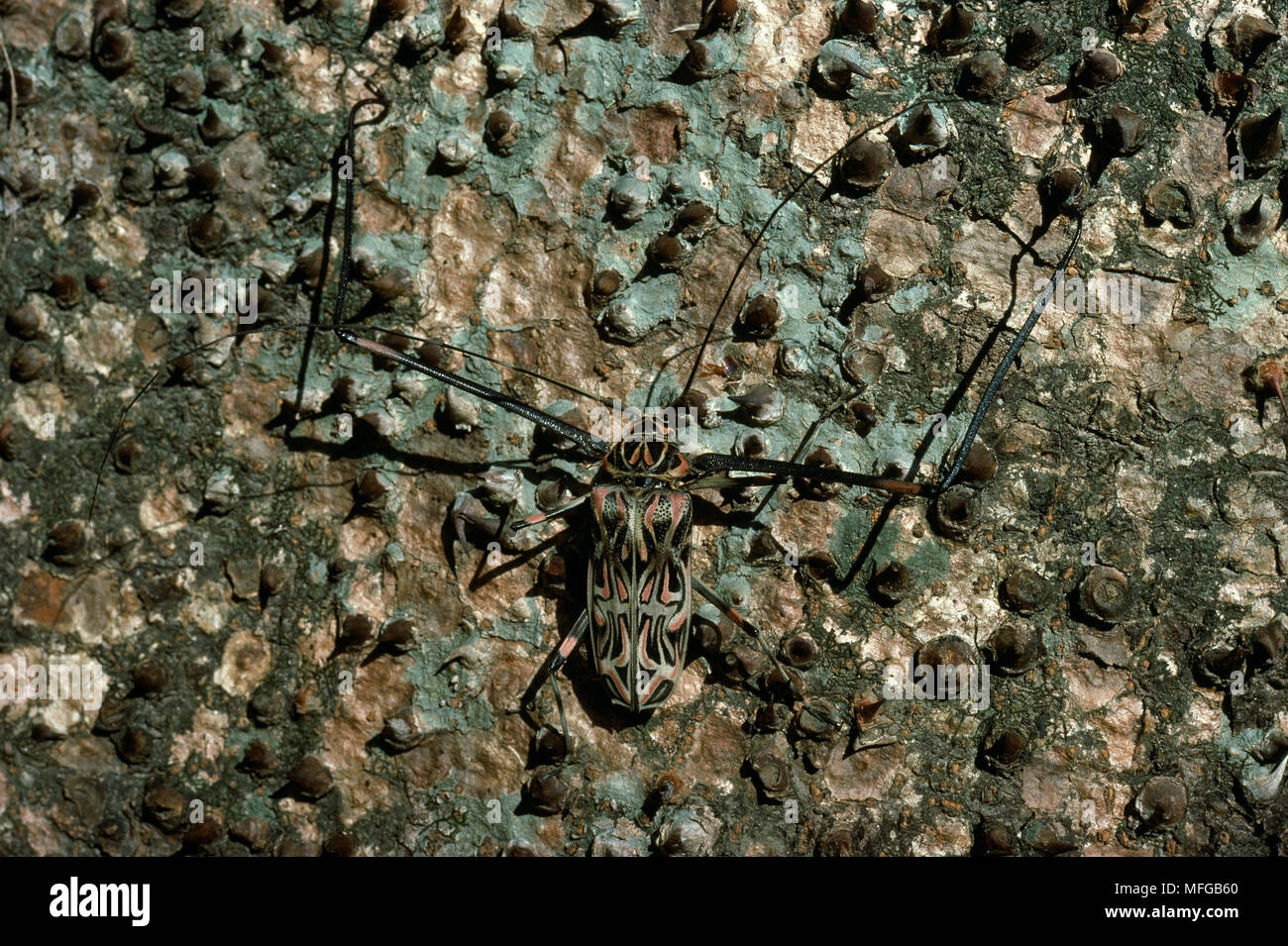 HARLEQUIN BEETLE Acrocinus longimanus Venezuela, South America Stock ...