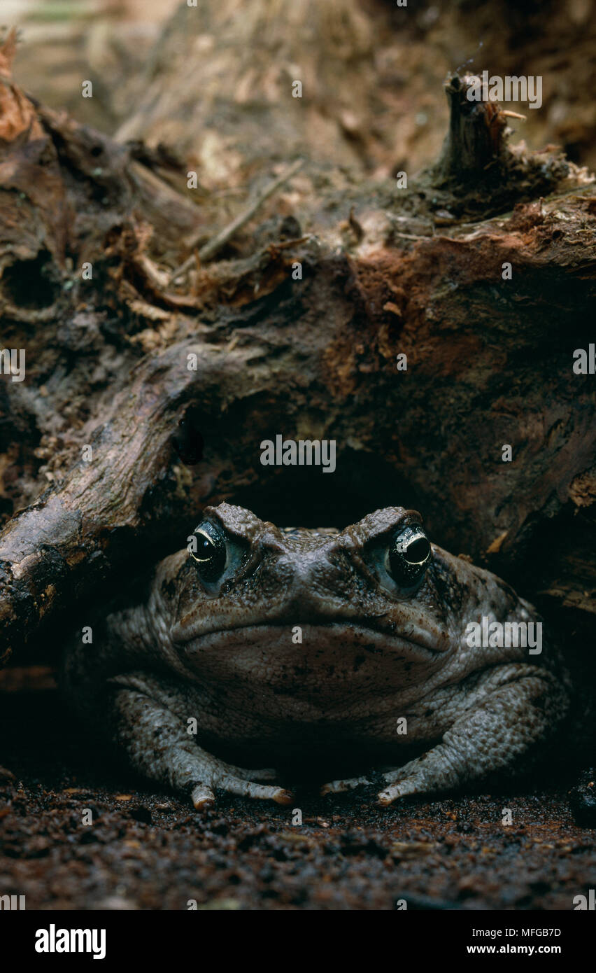 South american cane toad hi-res stock photography and images - Alamy