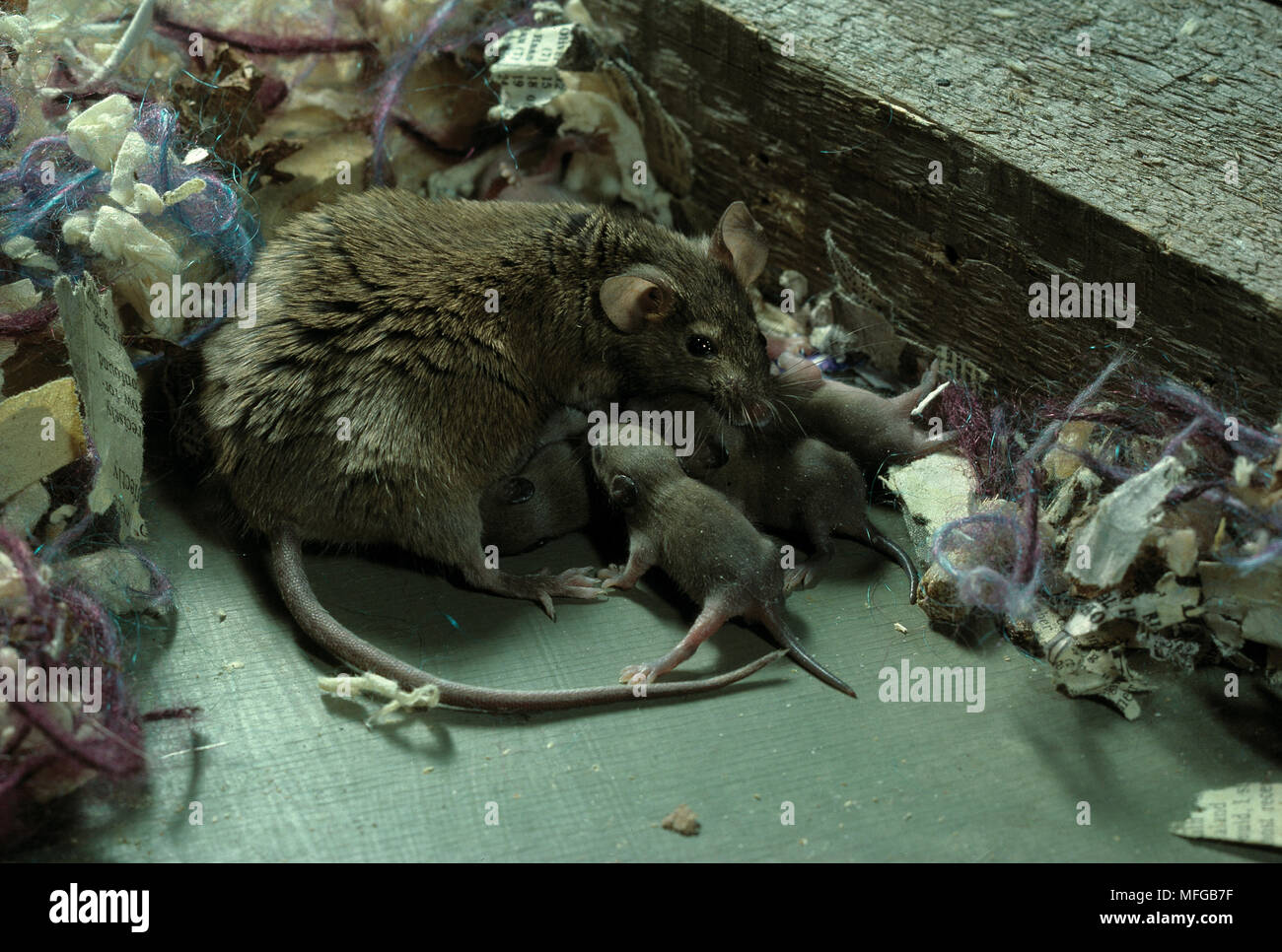 Sda003315a hi-res stock photography and images - Alamy