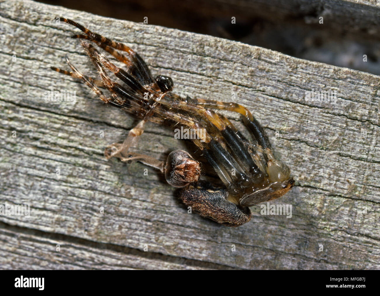 SPIDER moulting Araneus umbraticus Stock Photo - Alamy