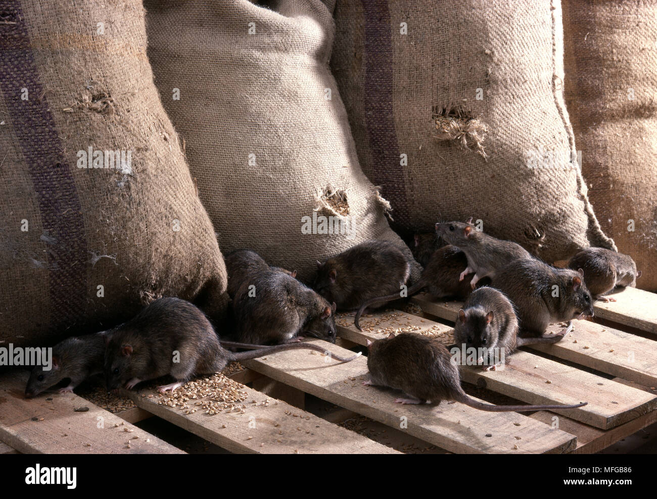 BROWN RAT large group Rattus norvegicus raiding sacks of grain in store ...