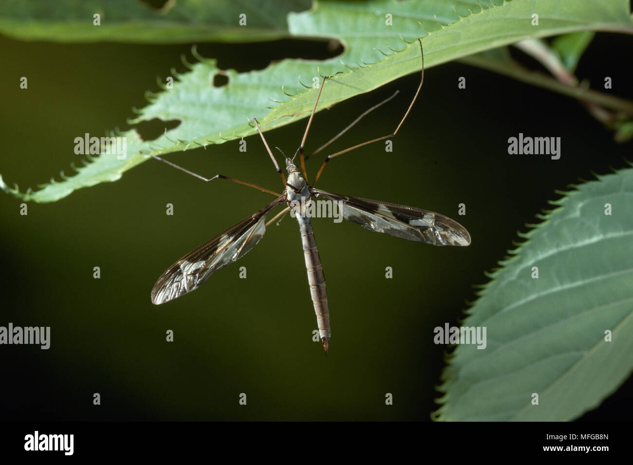 GIANT CRANEFLY Tipula maxima Stock Photo - Alamy