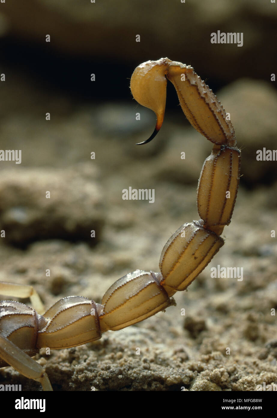 Scorpion Tails High Resolution Stock Photography and Images - Alamy