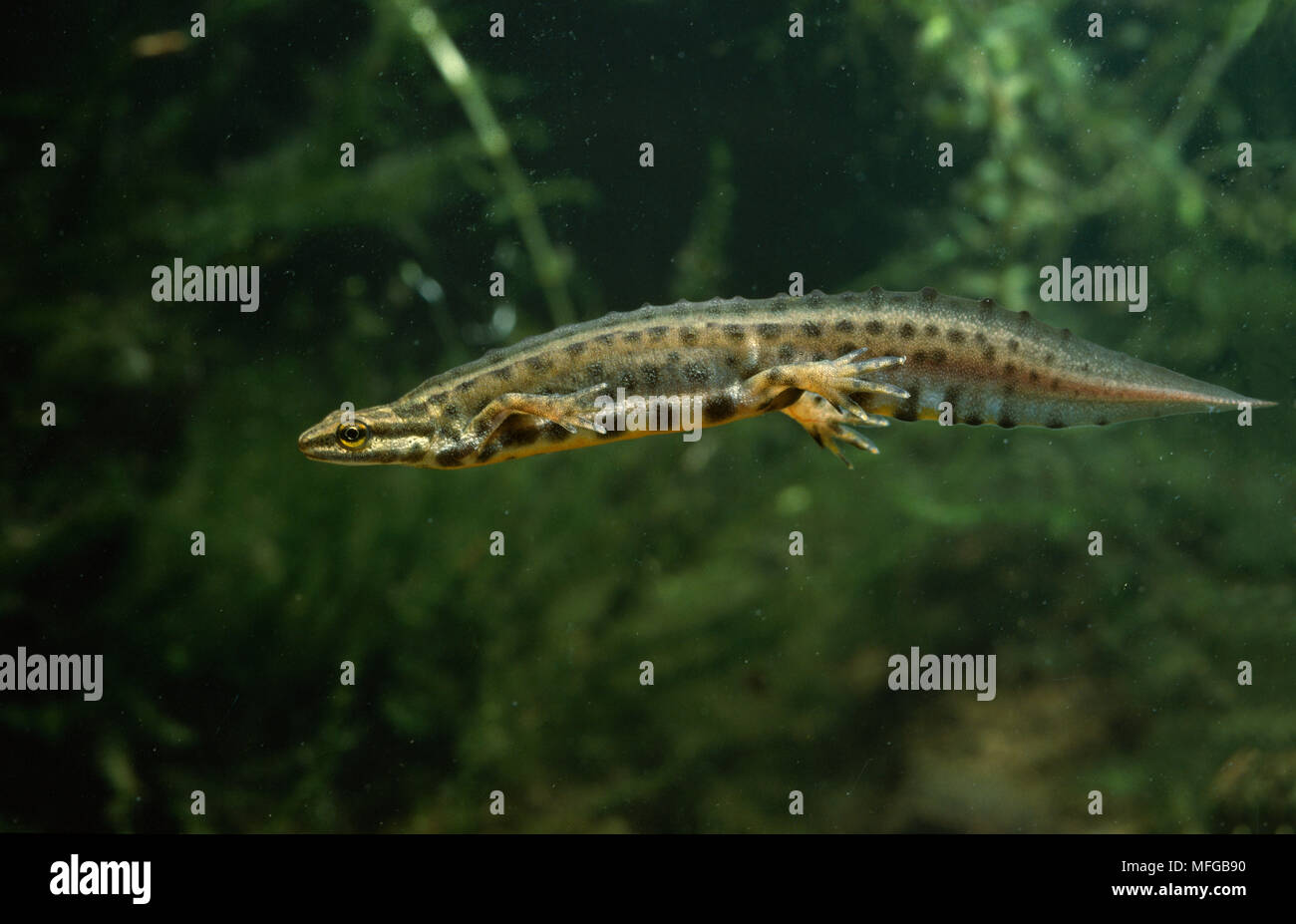 Smooth newts uk hi-res stock photography and images - Alamy