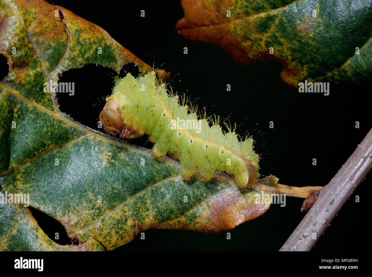 Antheraea pernyi hi-res stock photography and images - Alamy