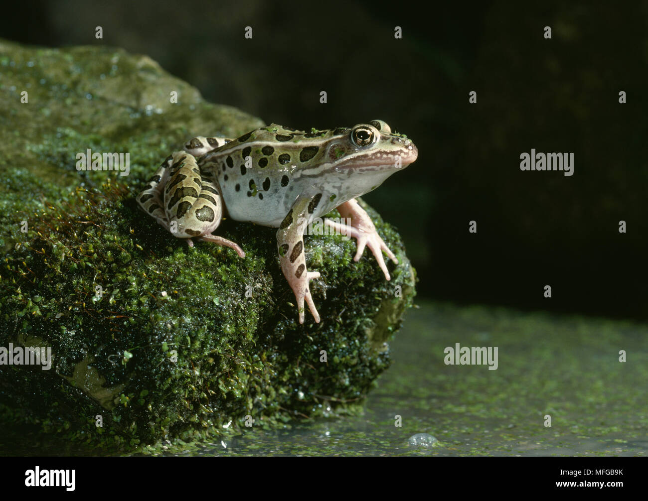 LEOPARD FROG Rana pipiens Stock Photo - Alamy