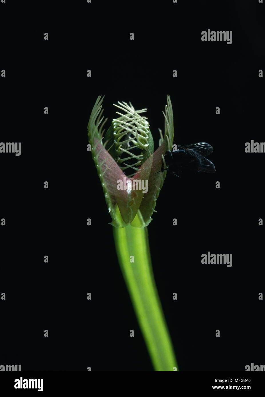 VENUS FLYTRAP catching fly Double exposure: 1 Open 2 Closed round fly ...