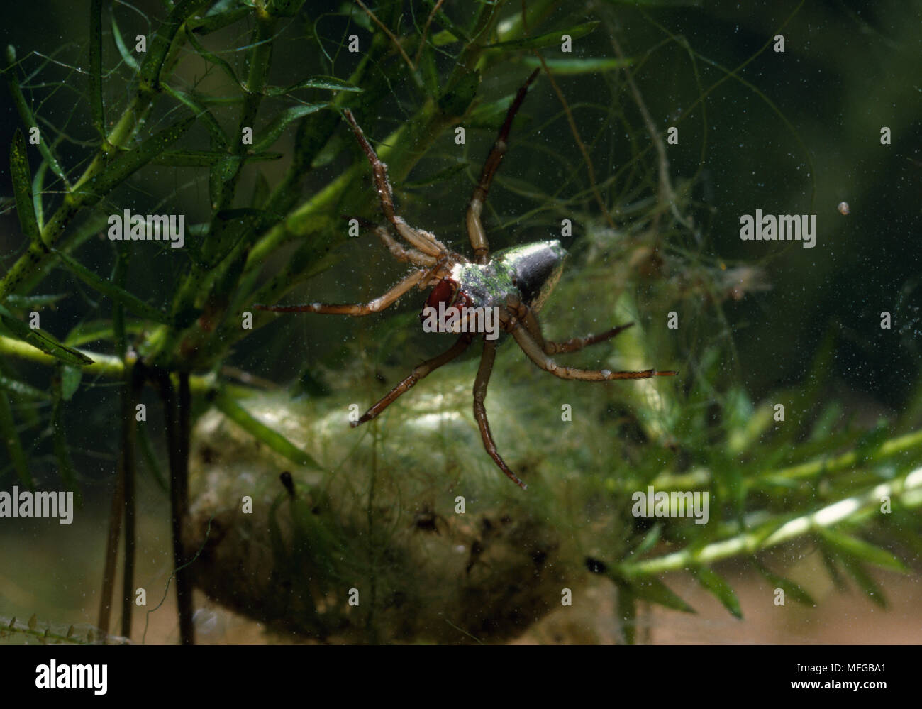 WATER SPIDER submerged near bubble nest Argyroneta aquatica Stock Photo ...